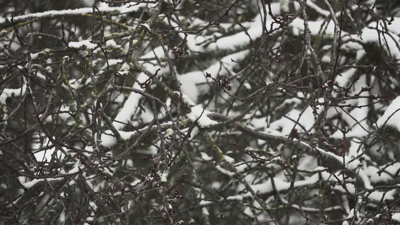 Still Motion Footage Of A Snow-covered Tree And A Light Snowfall During ...