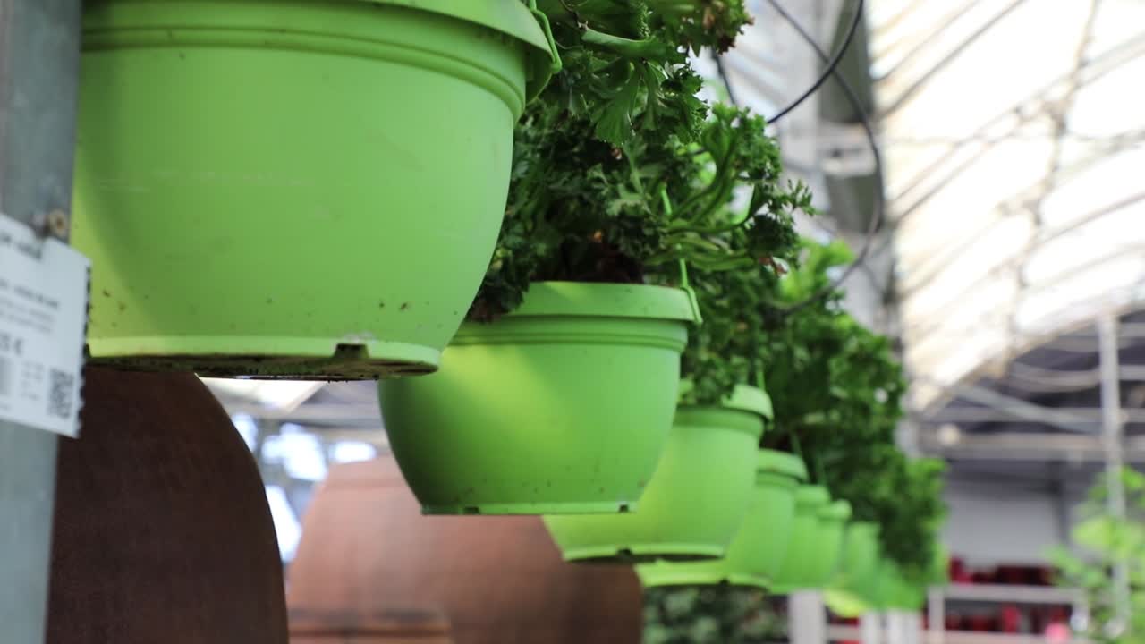 Green plant pots hanging in greenhouse, identical pots in a row ...