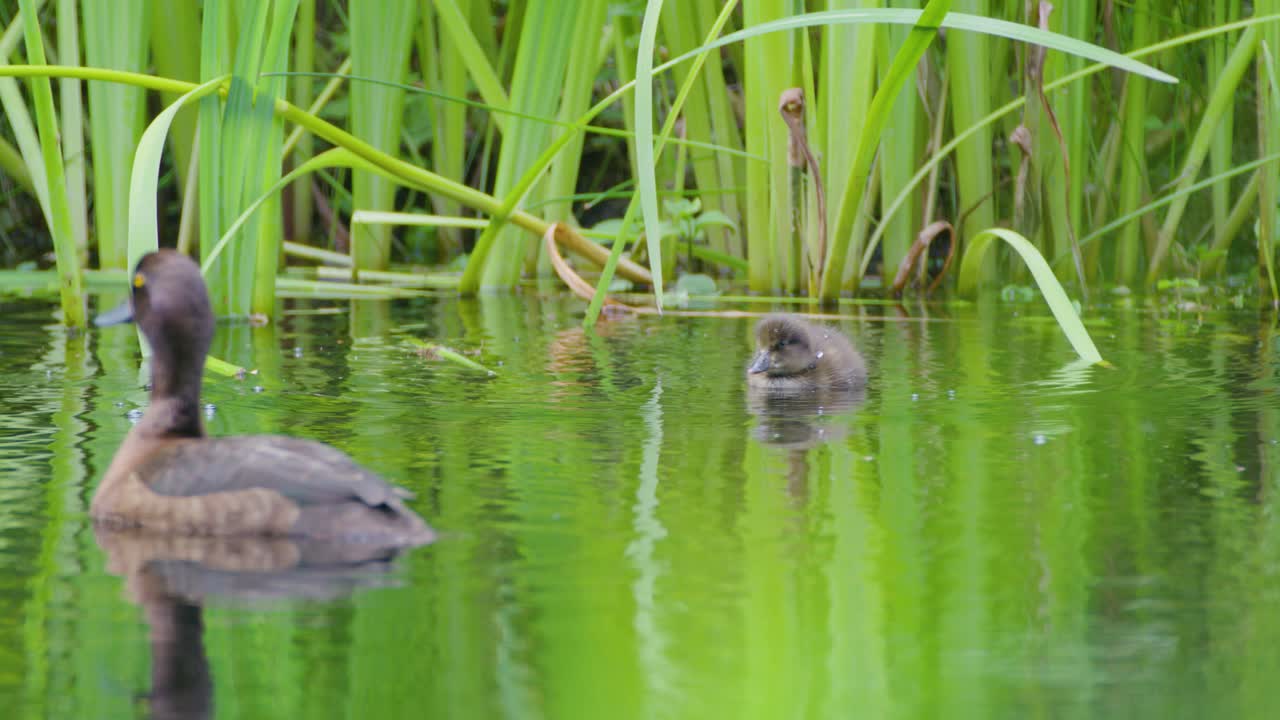 Female Tufted Duck With Young Duckling Popping Out Of The Water Free ...