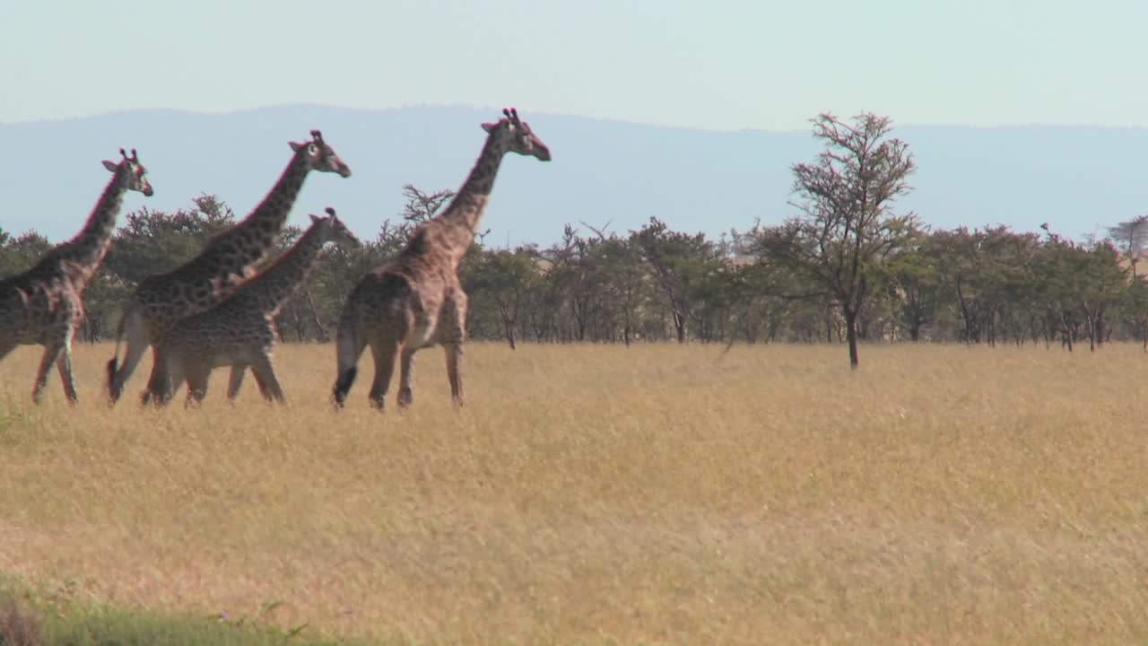 Premium stock video - Giraffes walk across the plains of africa