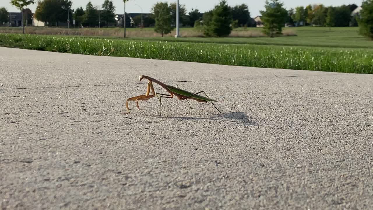 A huge praying mantis walks across a paved sidewalk along a nature ...