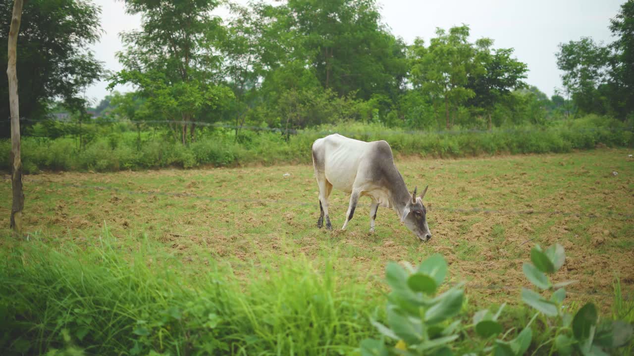 Premium stock video - Domestic indian cow grazing in a farm field in ...
