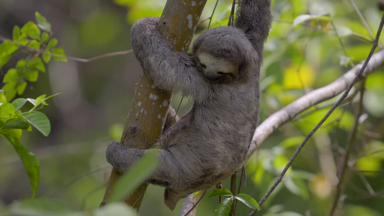 Premium stock video - Three-toed sloth falls asleep hanging from the tree