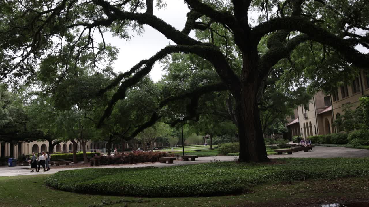 Large Tree At The Quad Area On The Campus Of Louisiana State University ...