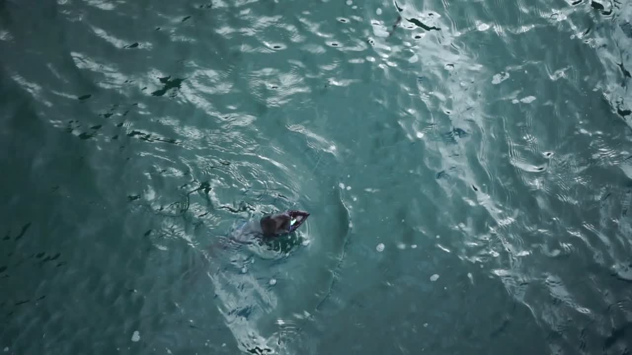 Caught Fish On Hook Being Pulled Out Of Ocean Water In New Zealand Free ...