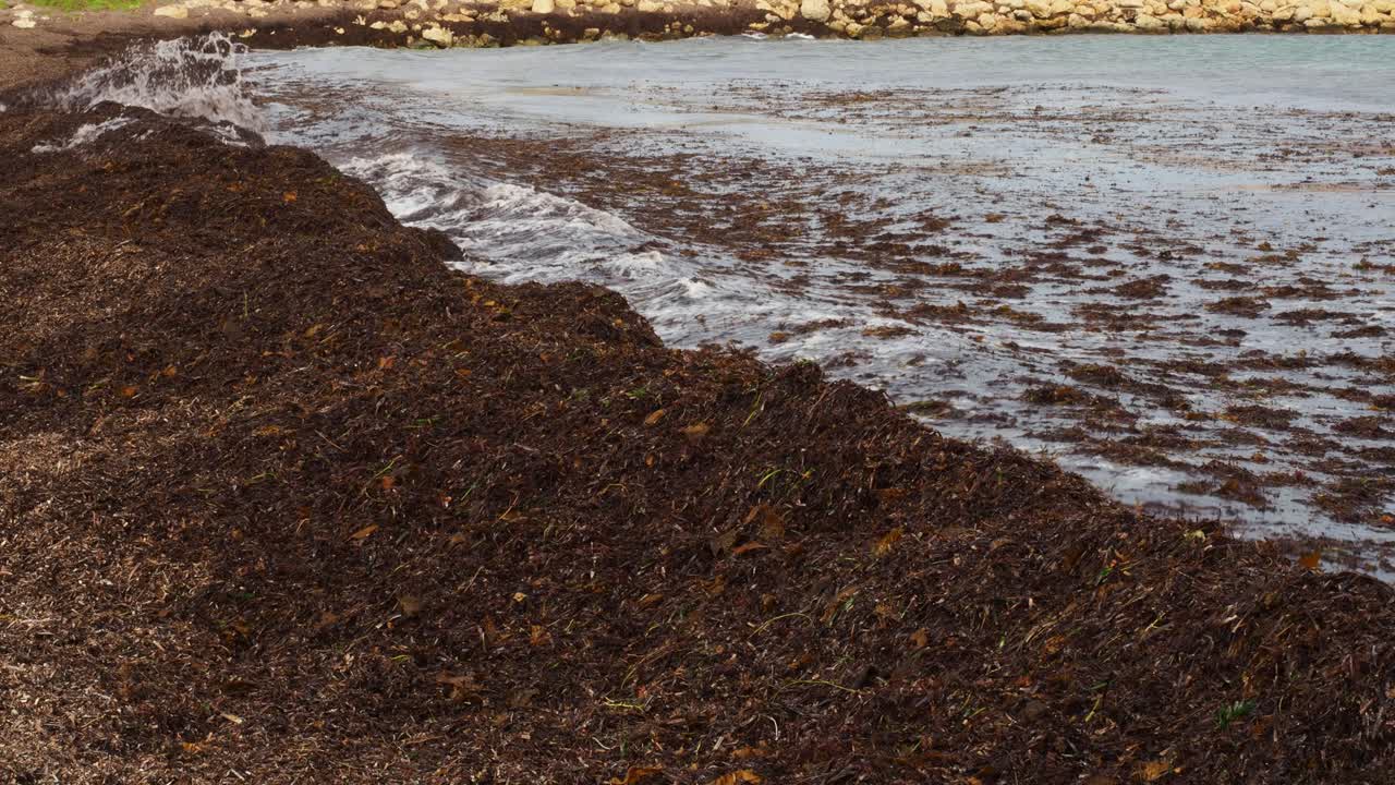 Premium stock video - Floating and beach cast seaweed against limestone ...