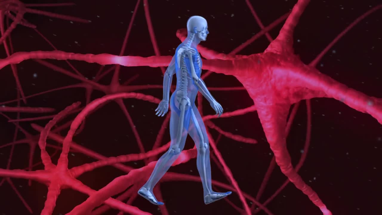 Premium stock video - Digital animation of human body model walking ...