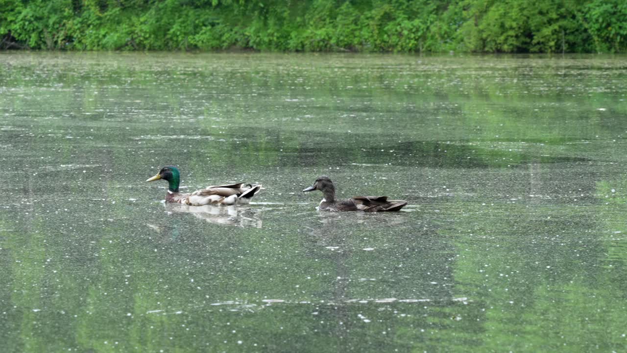 Mallard Duck Swimming Around In A Scummy Pond On A Summer Day Free ...