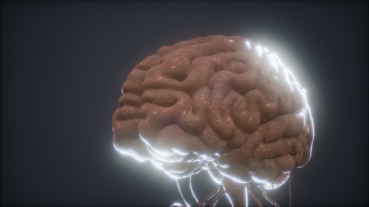 Free stock video - Animated model of human brain