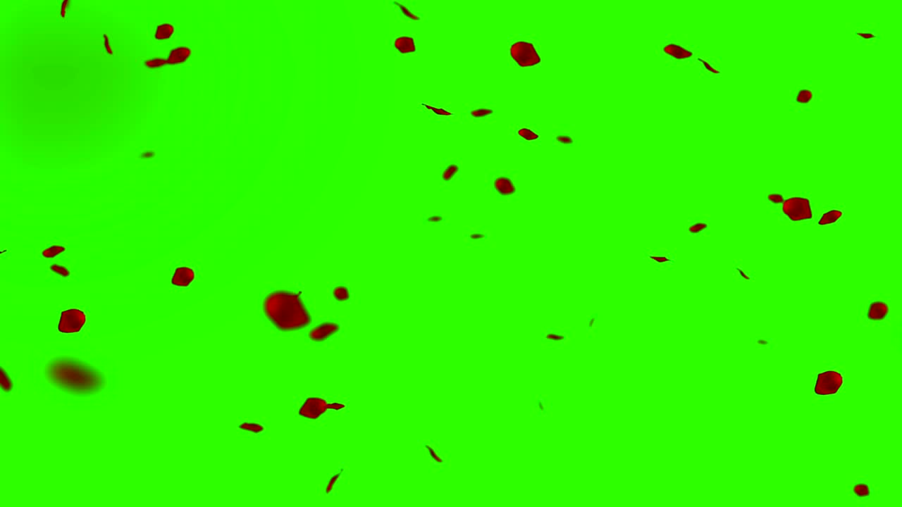 Red rose petals flying on chroma key, green screen background, holiday ...