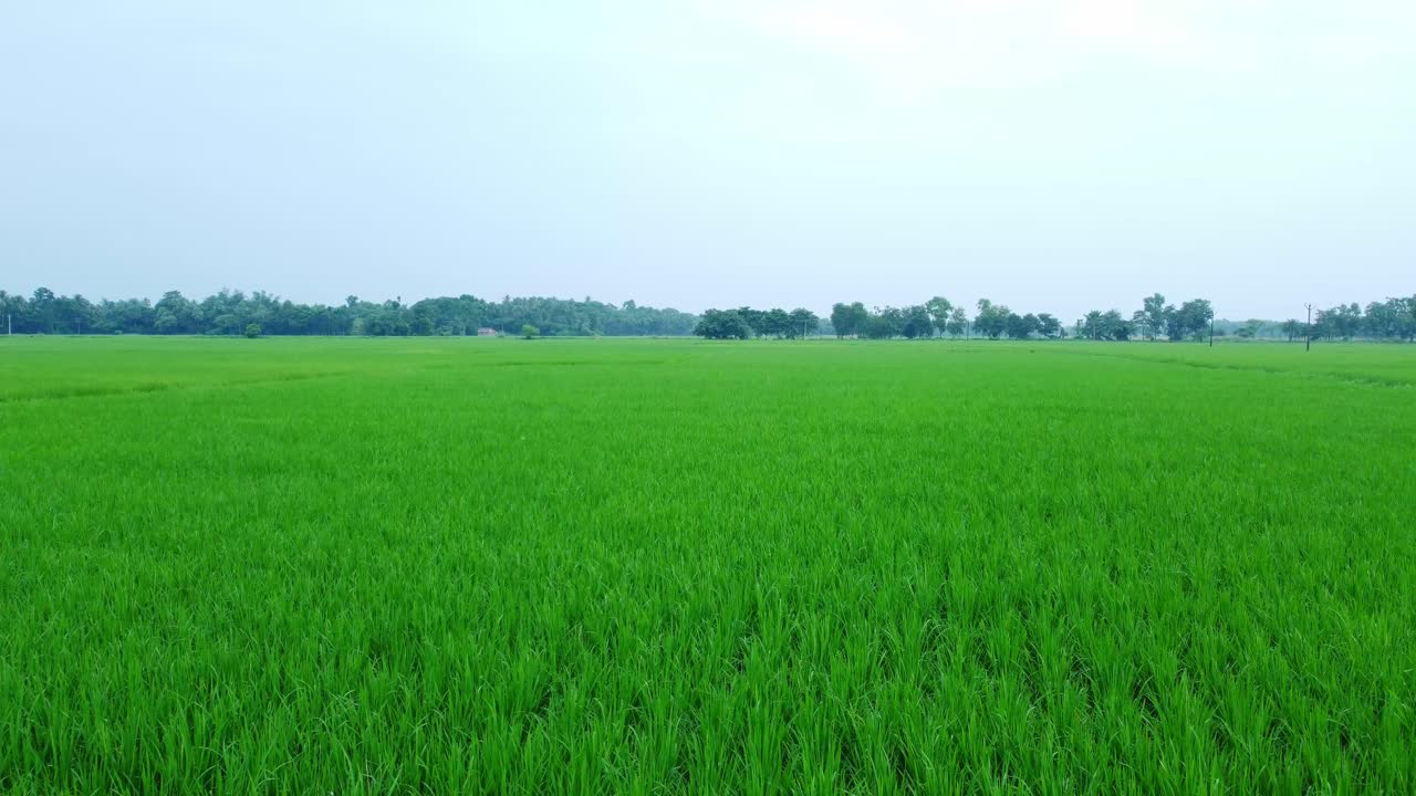 Aerial view shot of vast paddy fields | Premium Stock Video Footage