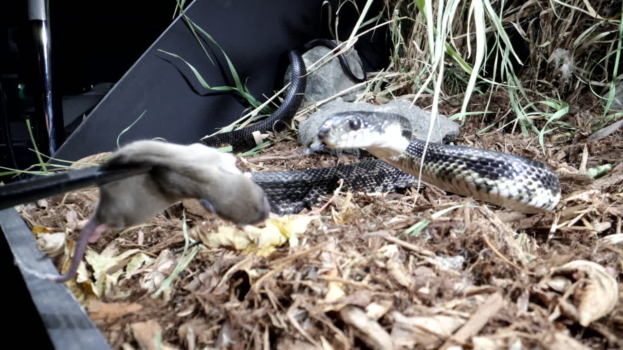 Premium stock video - Black rat snake eating a mouse in captivity