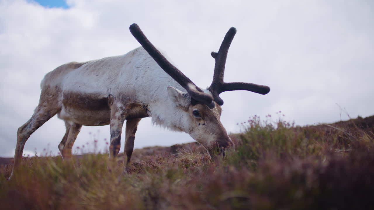 Premium stock video - Reindeer grazing and chewing vegetation on a ...