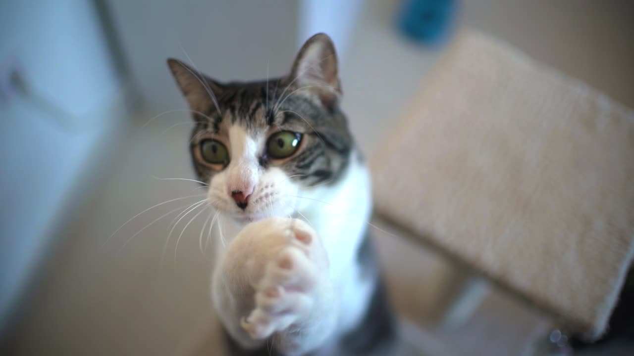 Cat Playing With String At Home In Slow Motion Free Stock Video Footage ...