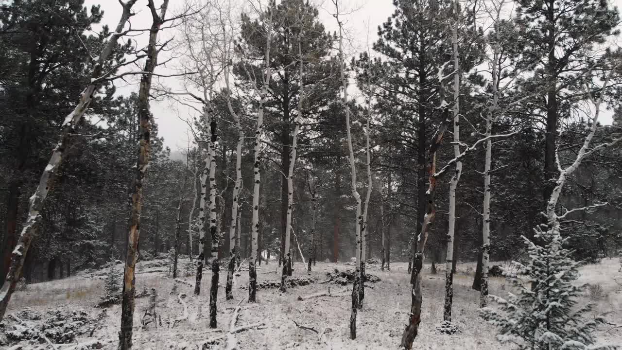 Moving Though The Trees In A Snowy Forest While Its Snowing Free Stock ...