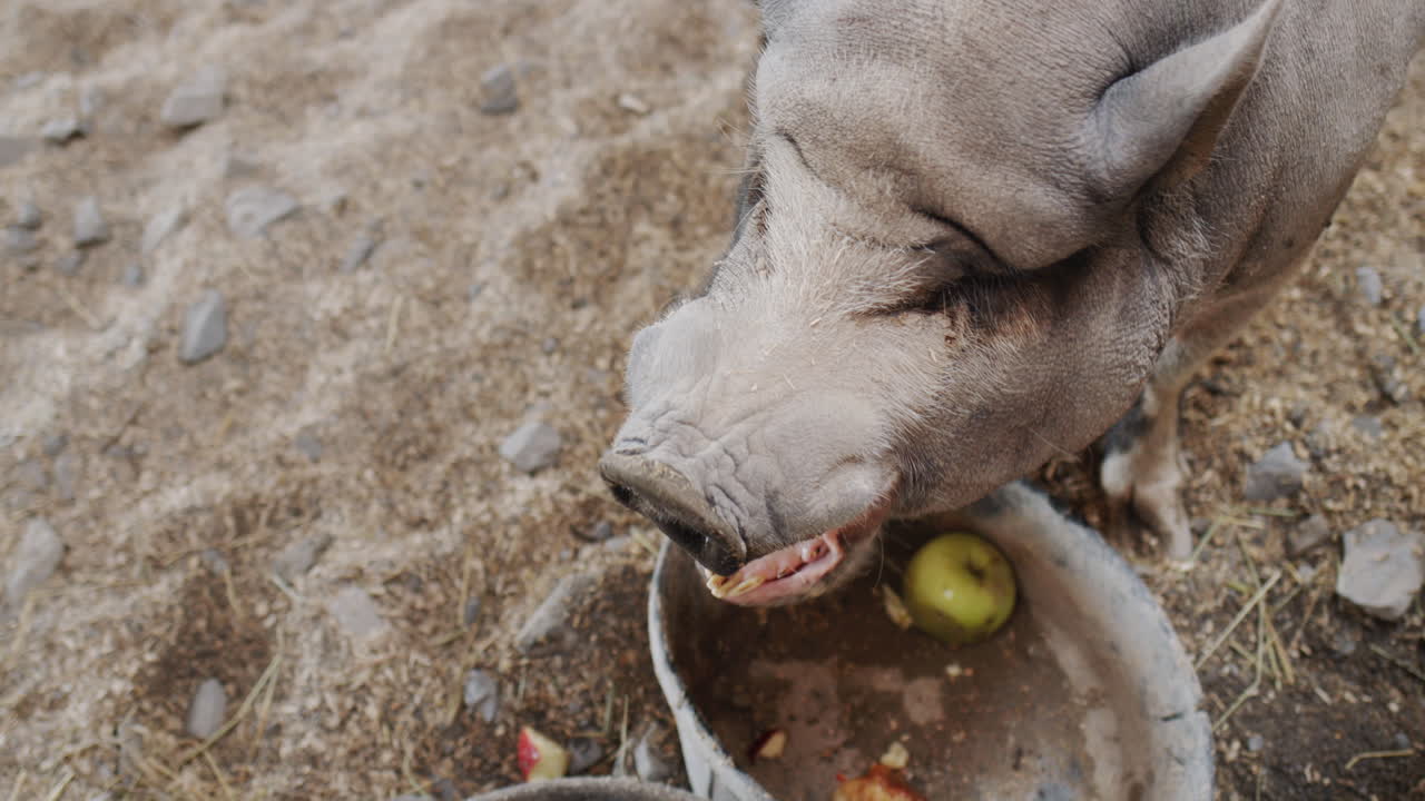 Top view: A huge gray boar eats an apple in a barn | Premium Stock ...