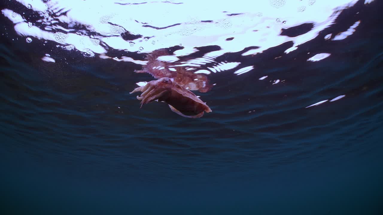 Giant Australian Cuttlefish Sepia apama Migration Whyalla South ...
