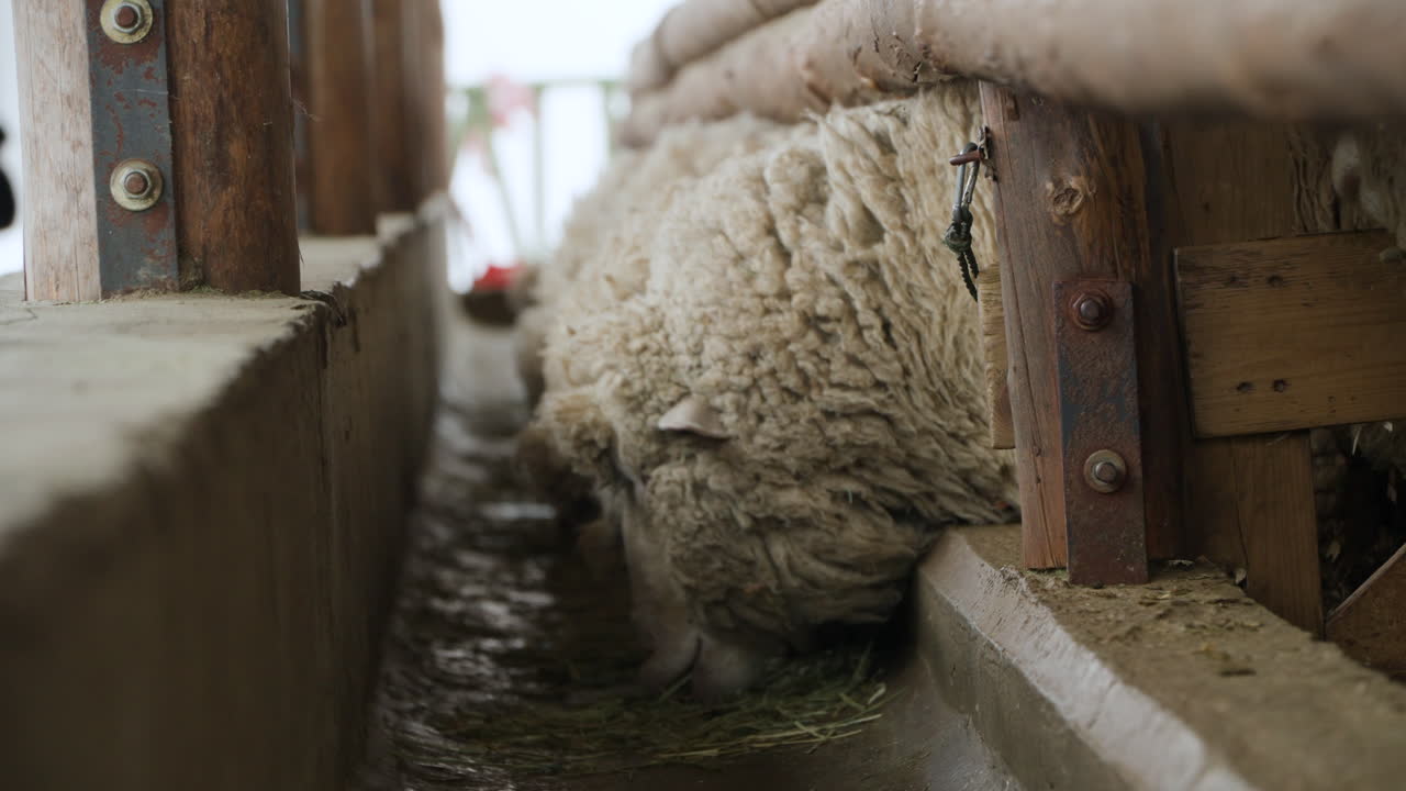 Merino sheep eating dried hay in a barn on farm - face close-up ...