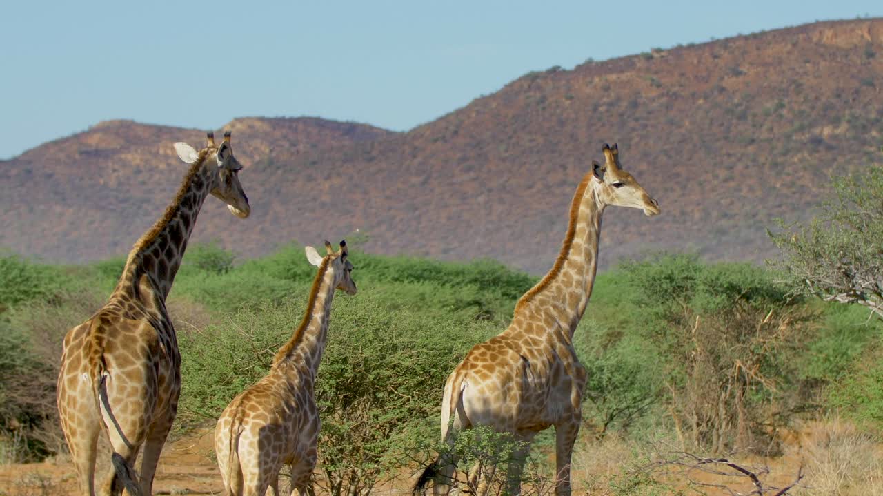 A Small Herd Of Giraffes Walk Through The African Savannah And Feed ...