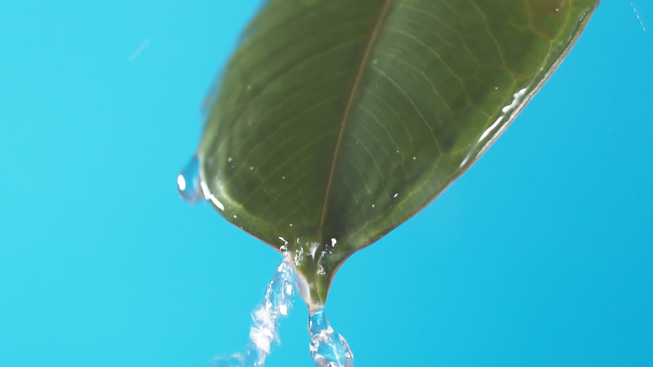Drops of water drip from the green leave down on the blue background ...