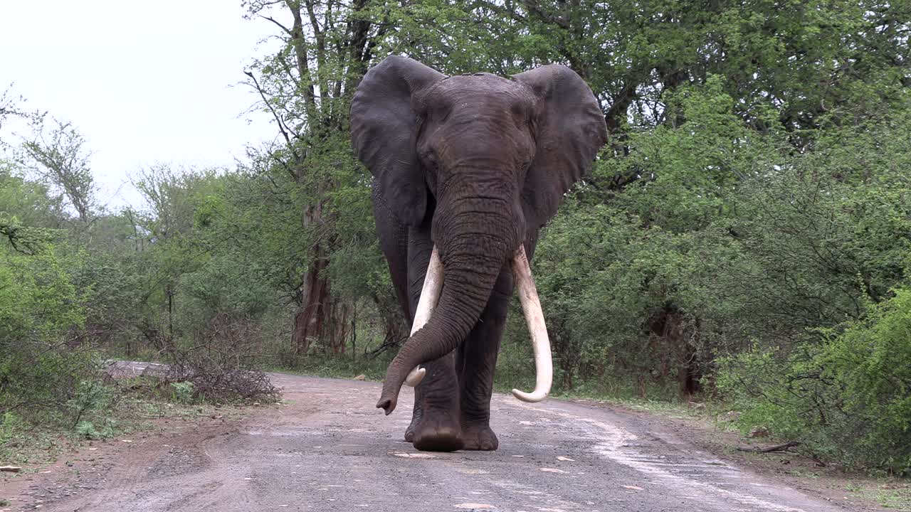 A majestic elephant tusker walks on a dirt road in Kruger National Park ...