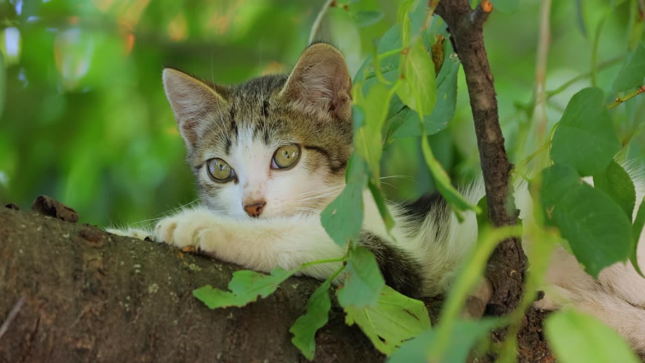 Premium stock video - Stray kitten on a tree branch. stray cat is an un ...