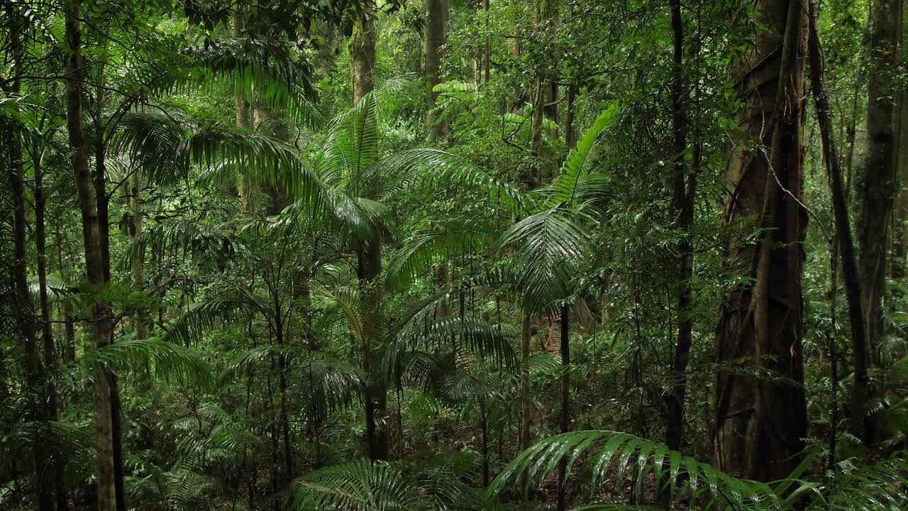 Premium stock video - Green forest in natural bridge, springbrook ...