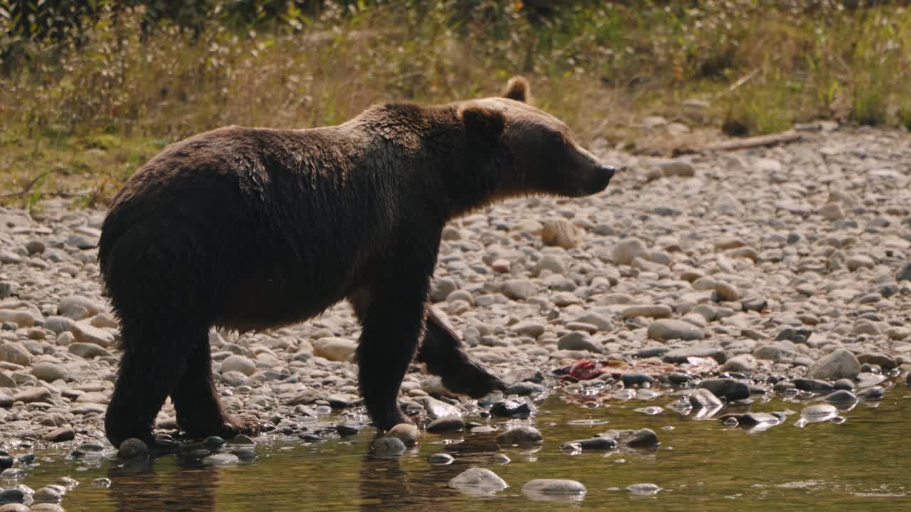 Close up shot of a grizzly bear walking on a side of a river in Bute ...