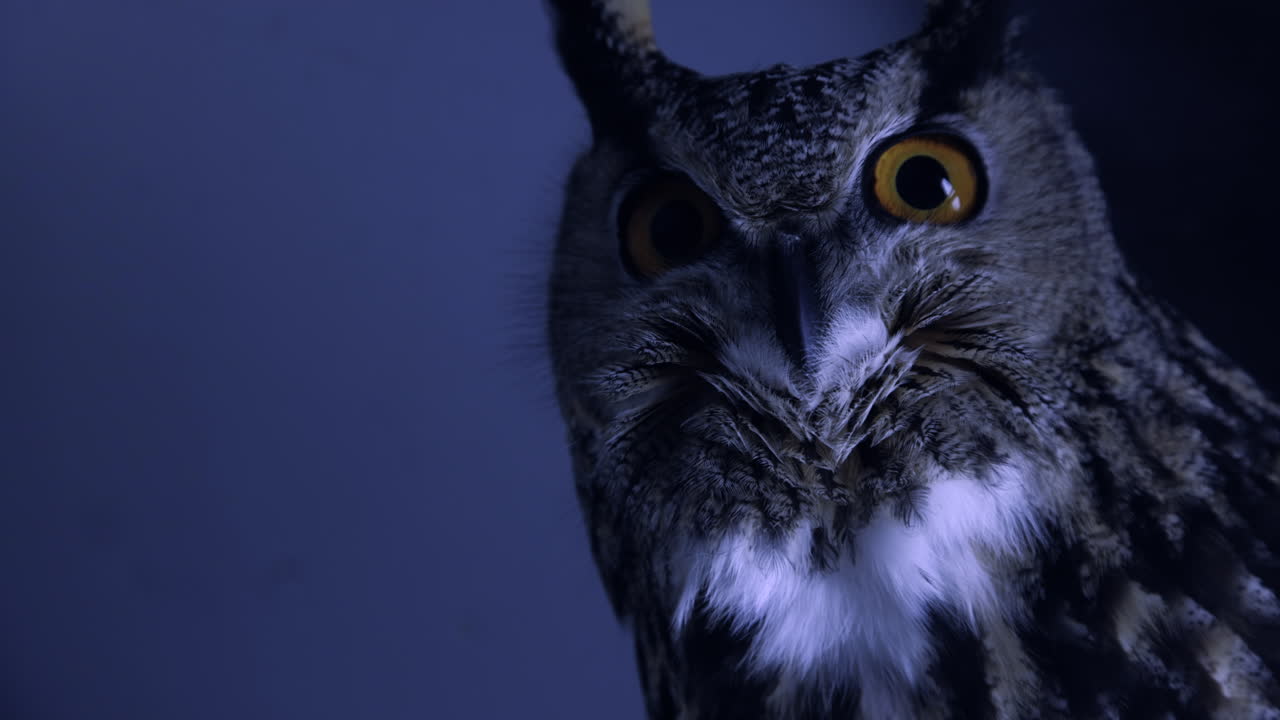 Premium stock video - Night time owl on perch in a tree