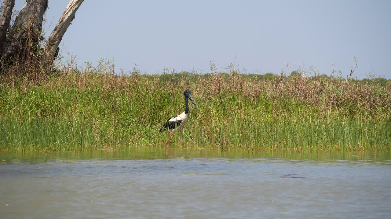 Stalk bird in the wild Premium Stock Video Footage