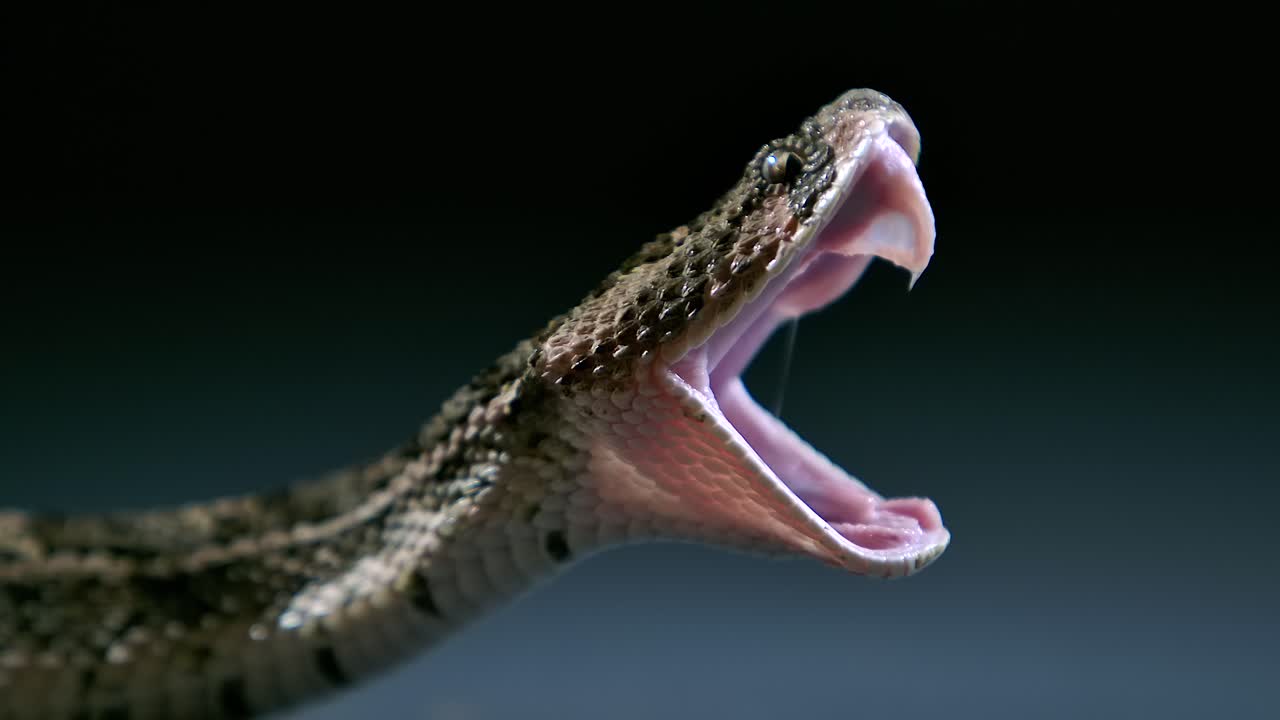Cottonmouth snake yawns to realign jaw and display fangs after meal ...