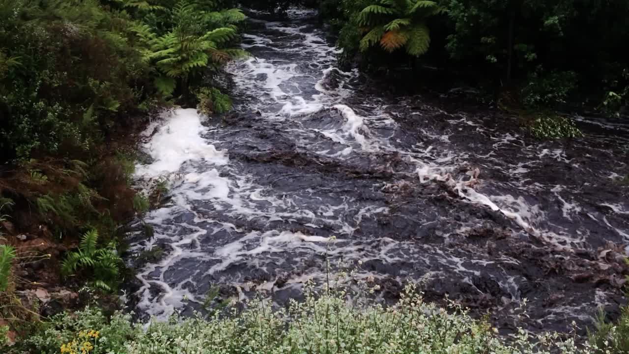 Raging river during flood in forest with fern trees | Premium Stock ...