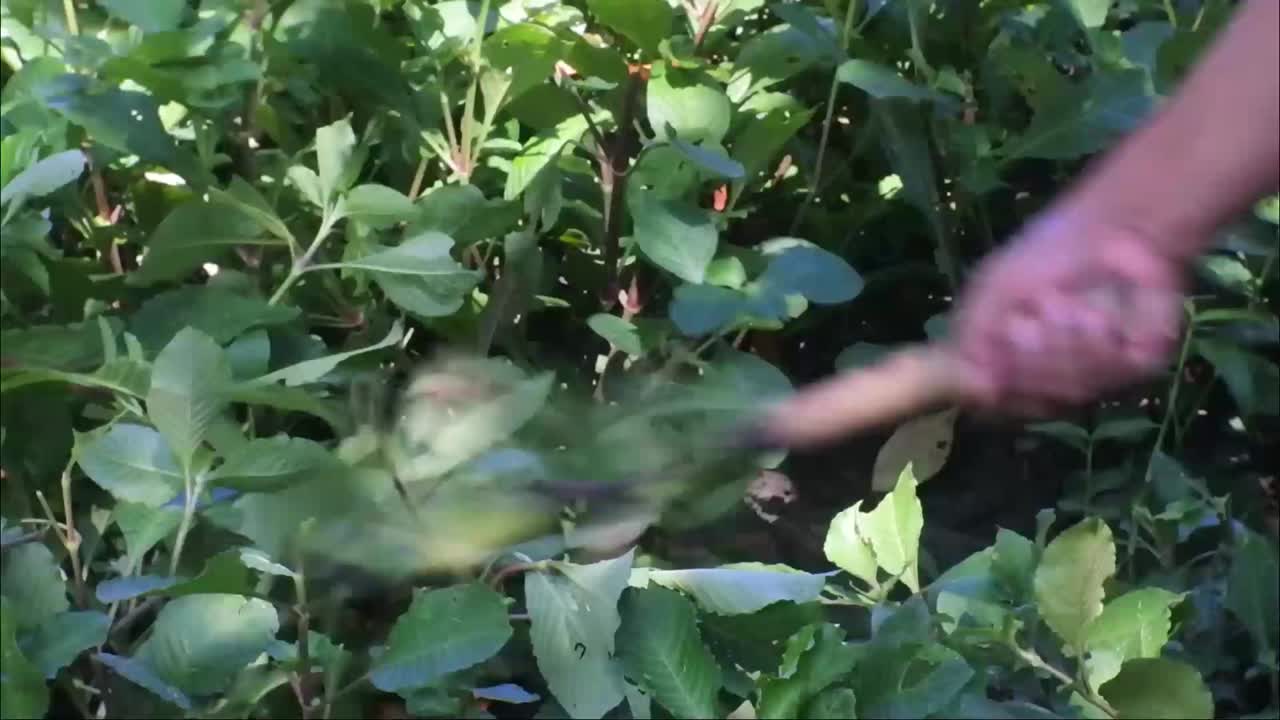 Male Hands Slashing Grass With A Sickle Free Stock Video Footage ...