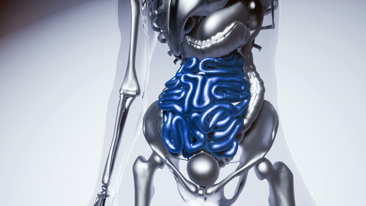Premium stock video - Human intestine model with all organs and bones