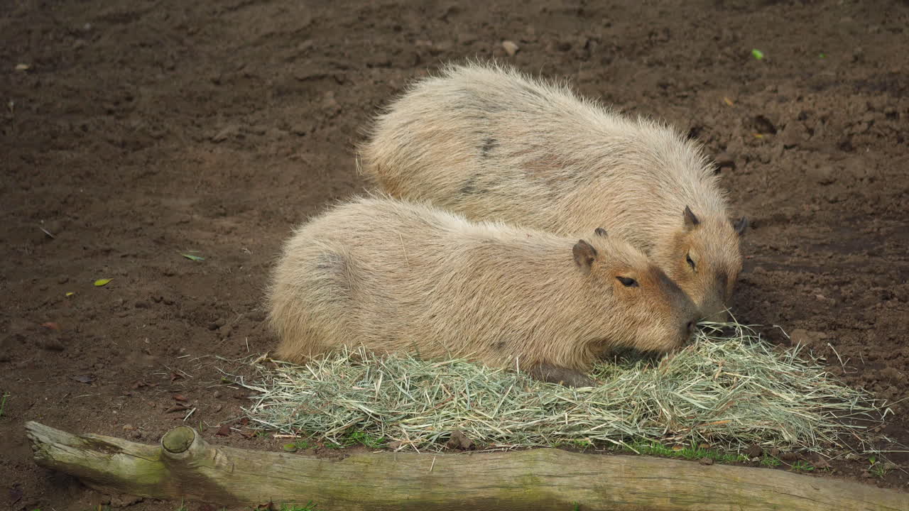 Premium stock video - Close view of two capibaras eating in a zoo