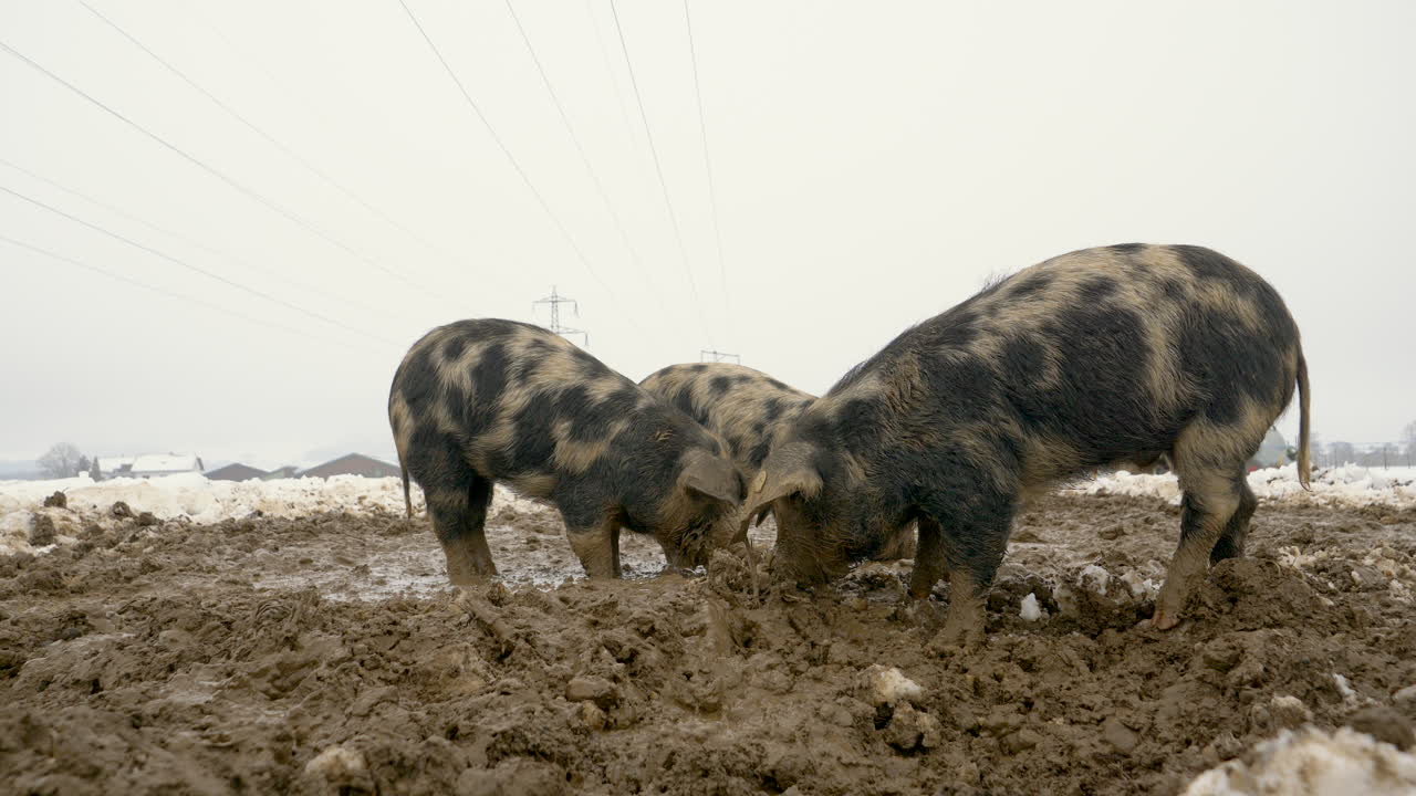 Low Angle Shot Of Cute Mangalica Pigs Searching Food In Muddy Ground ...
