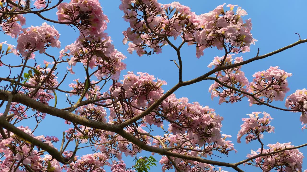 A Flowering Tabebuia Rosea, Also Called The Pink Poui, Or Pink Trumpet ...