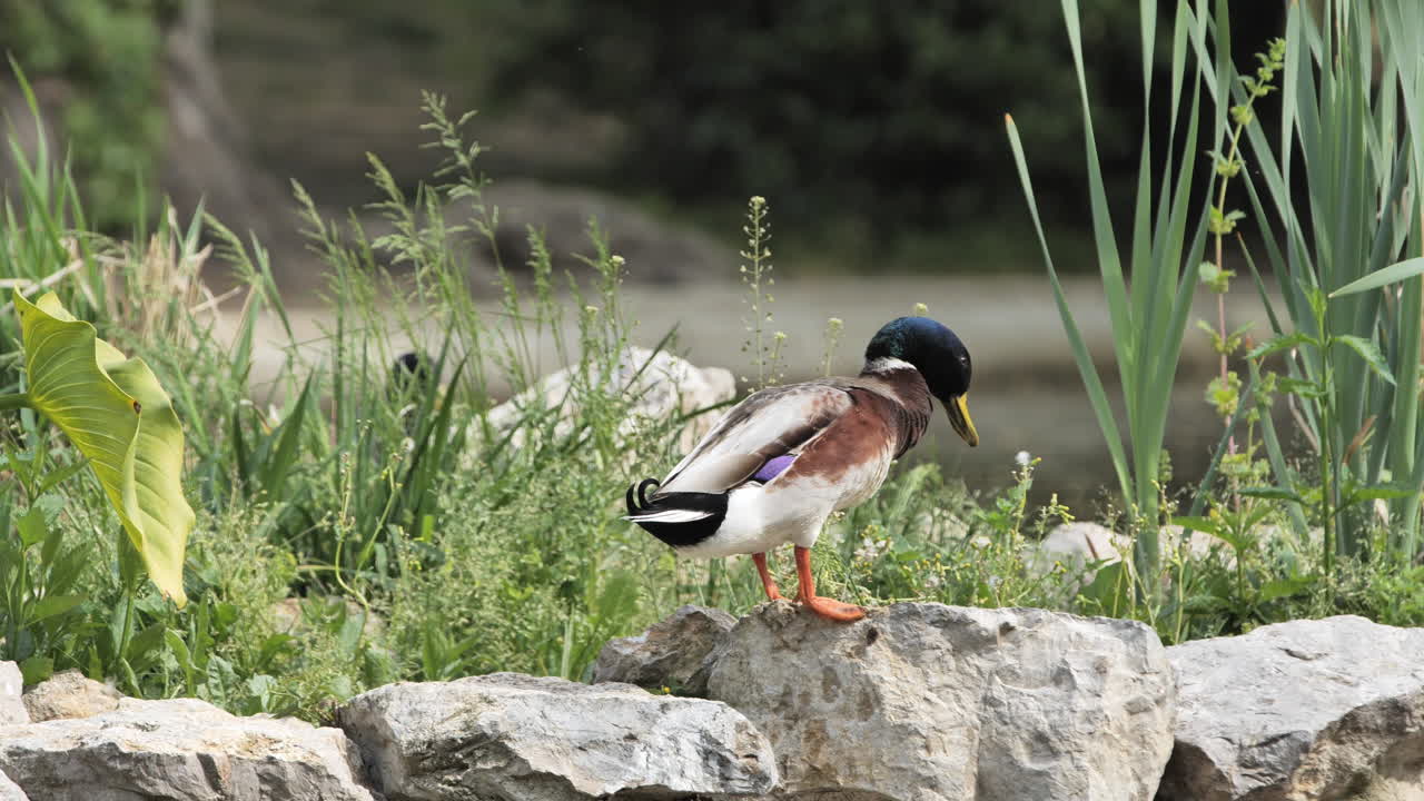 Free stock video - Male mallard duck chasing another one on a rock ...