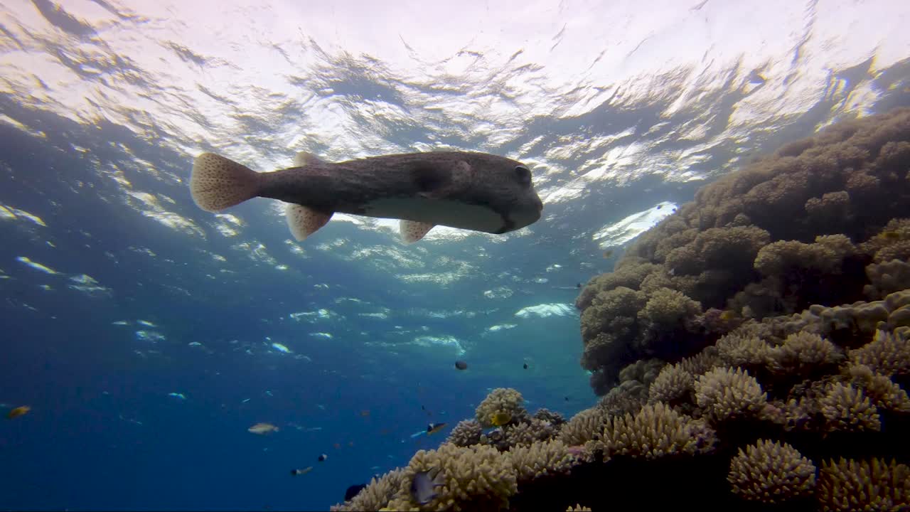 Premium stock video - Puffer fish cruising in shallow water over coral reef
