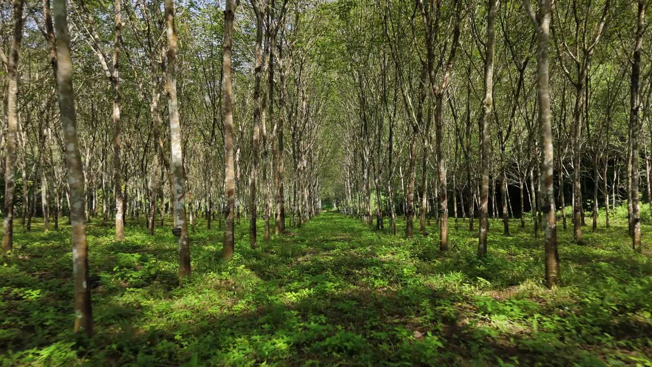 Premium stock video - Extraction of latex rubber tree plantation in ...