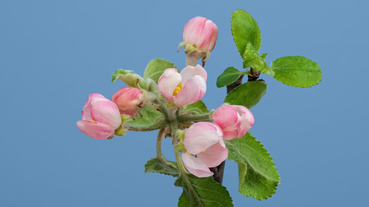 Macro time lapse apple tree flowers blooming on blue background ...