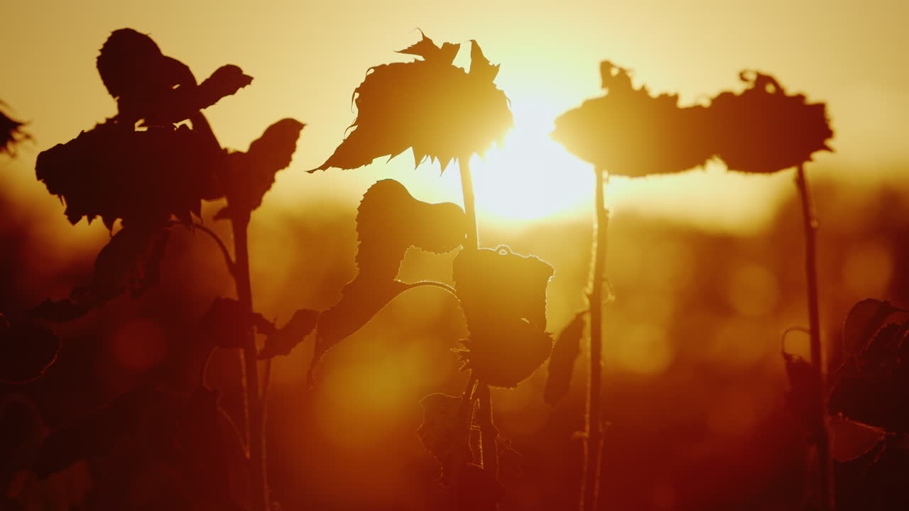 Premium stock video - The orange sun shines through the sunflower plant ...