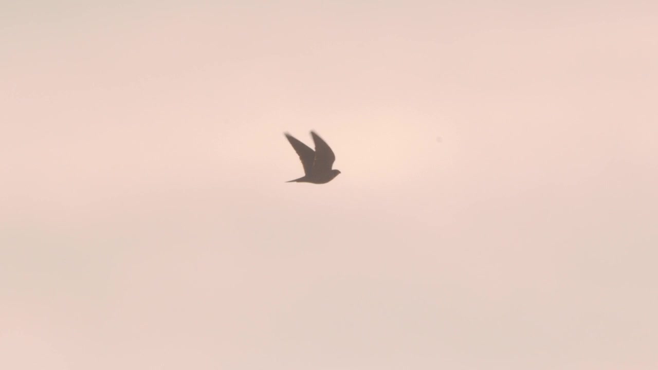 Peregrine falcon flight into the evening sky , isolated single hunter ...