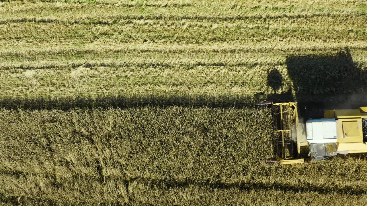 Combine Harvester Harvesting Rye Field Crop, Aerial Bird's Eye View ...