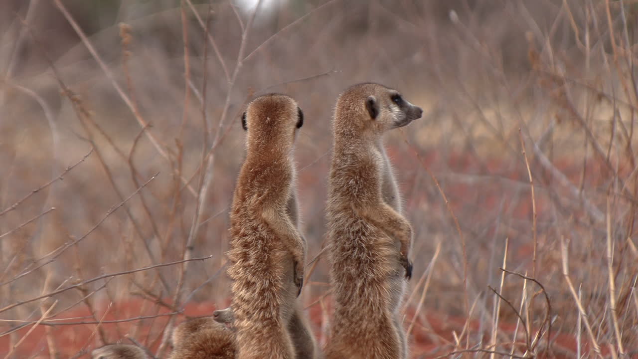 Two Meerkats Stand Upright Next To Each Other And Scan The Area For Any ...