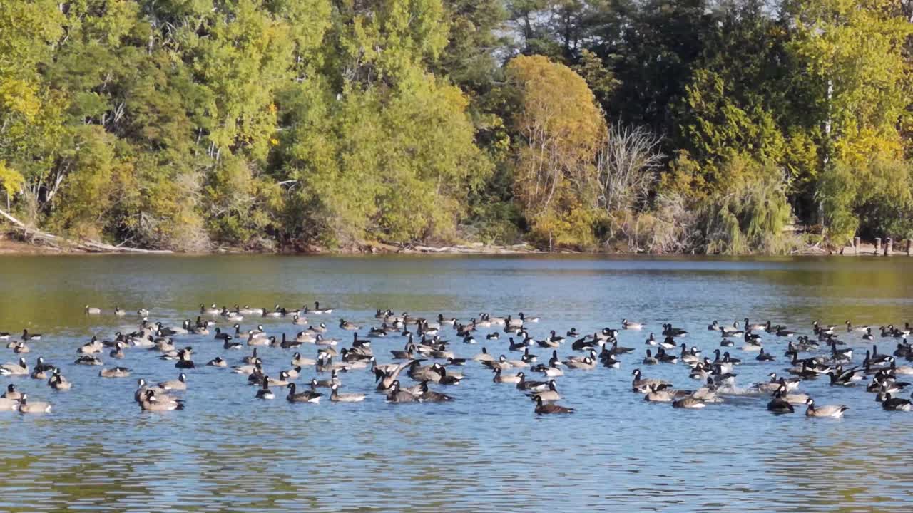 Raft Of Ducks Floating And Flapping Their Wings In The Waters Of ...
