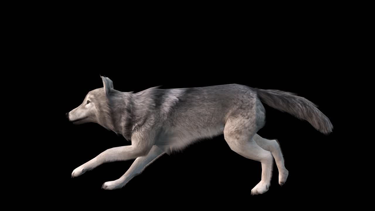 Premium stock video - A grey wolf running loop on black background with ...