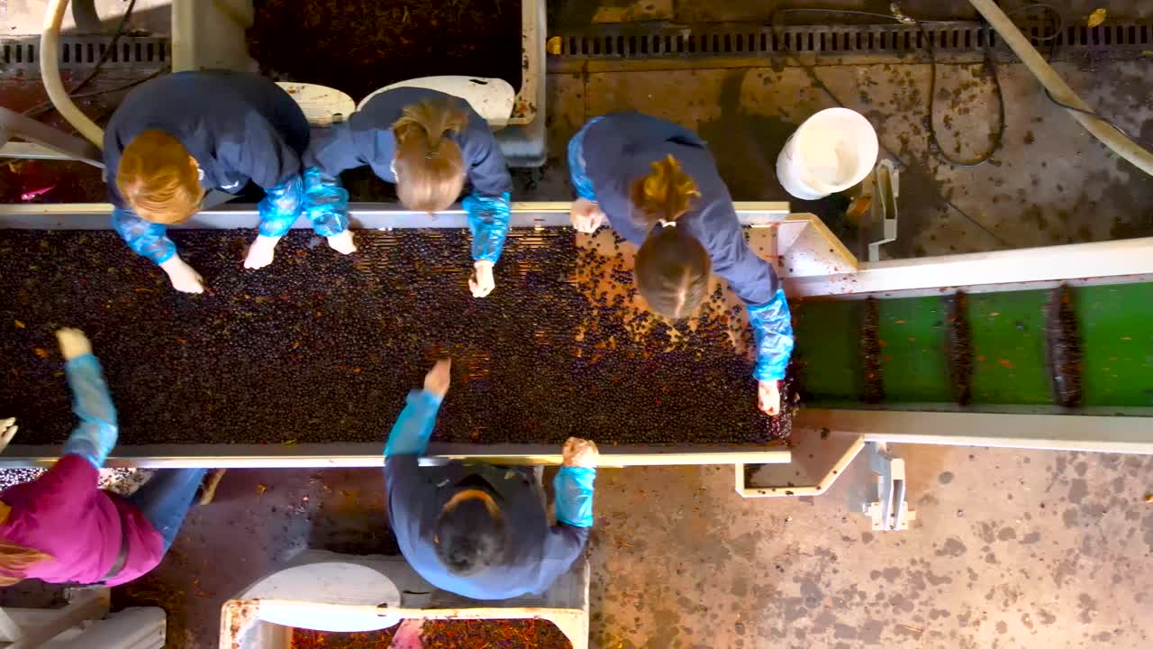 Overhead Dolly Right View Of A Group Of 5 Women Removing Waste From ...
