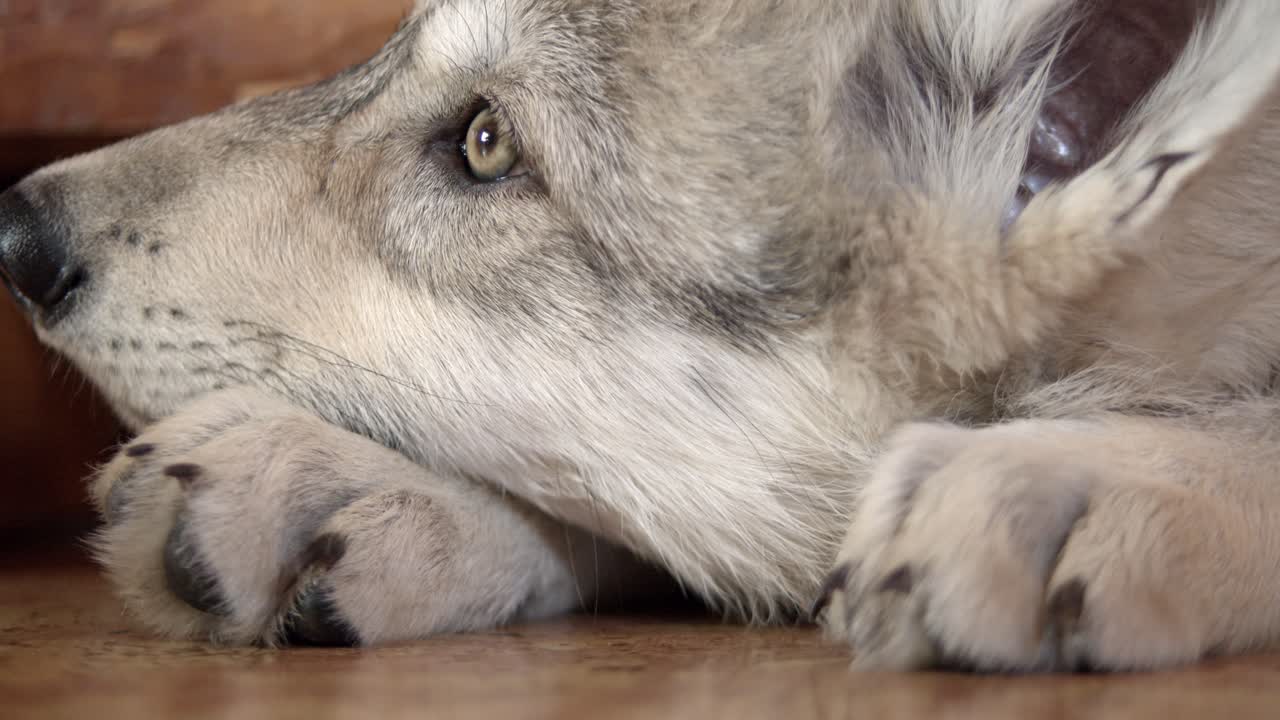 Tired Grey Wolf Pup Trying To Sleep Inside Free Stock Video Footage ...