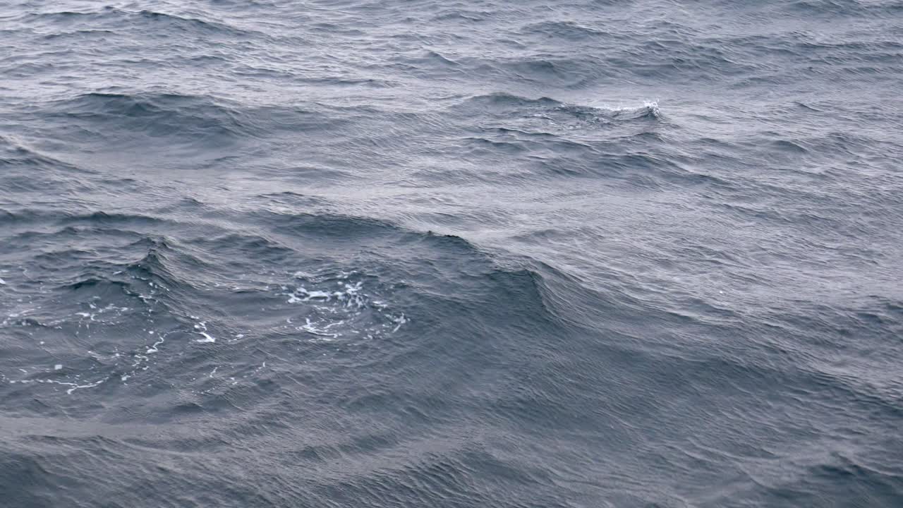 Pacific White-sided Dolphin School Swimming And Jumping Close To Boat ...